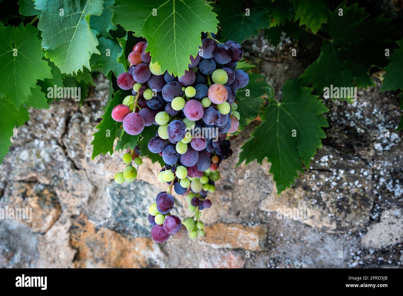 Mixed vineyard hi-res stock photography and images - Alamy