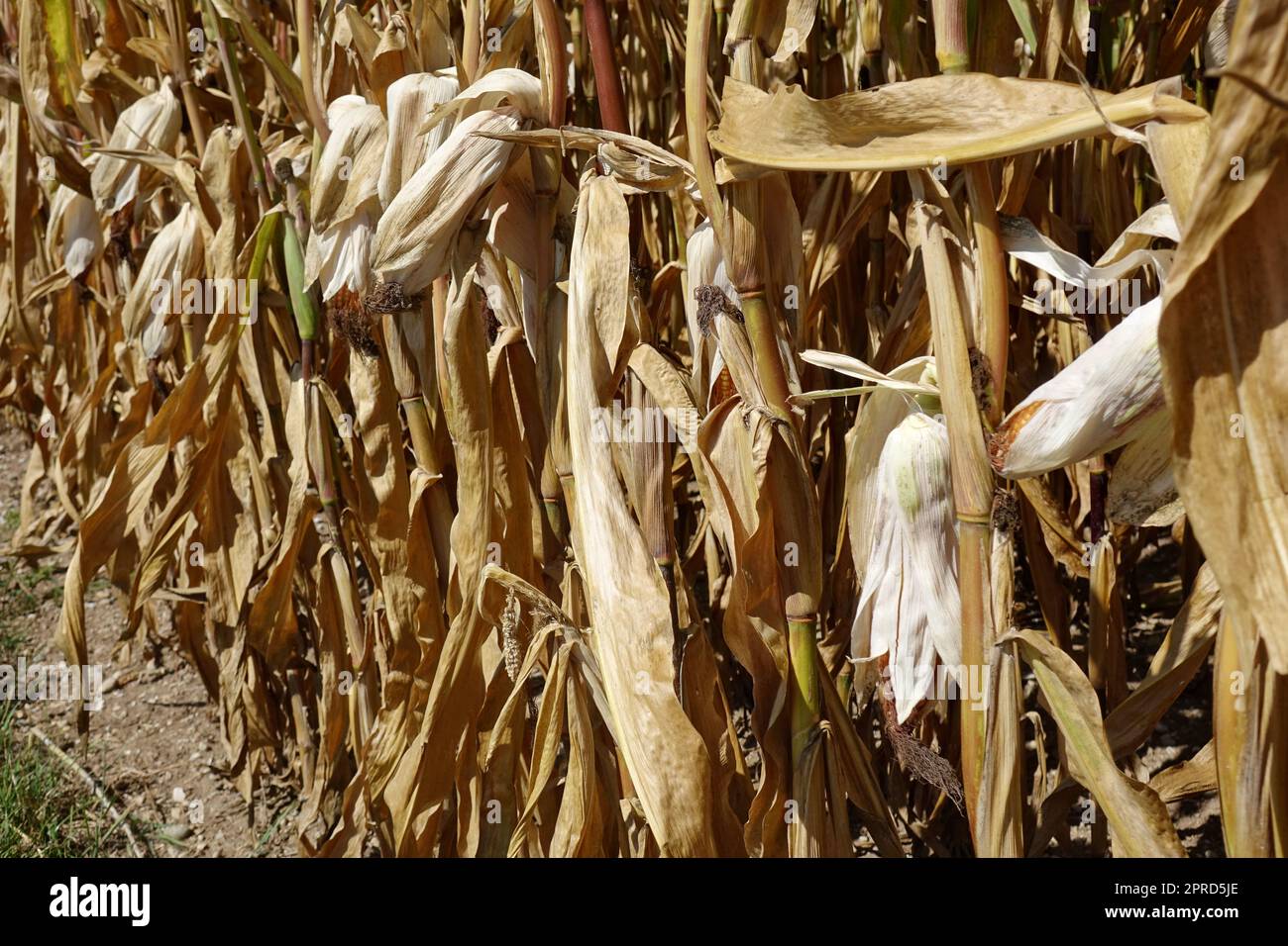 Agriculture, food, grain, corn, climate change, lack of water, dryness ...