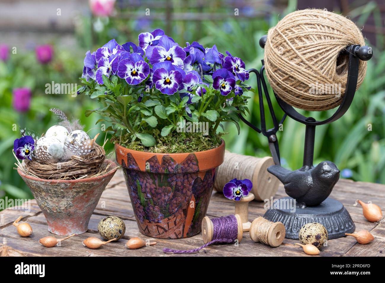 spring arrangement with purple viola flower in terracotta pot Stock ...