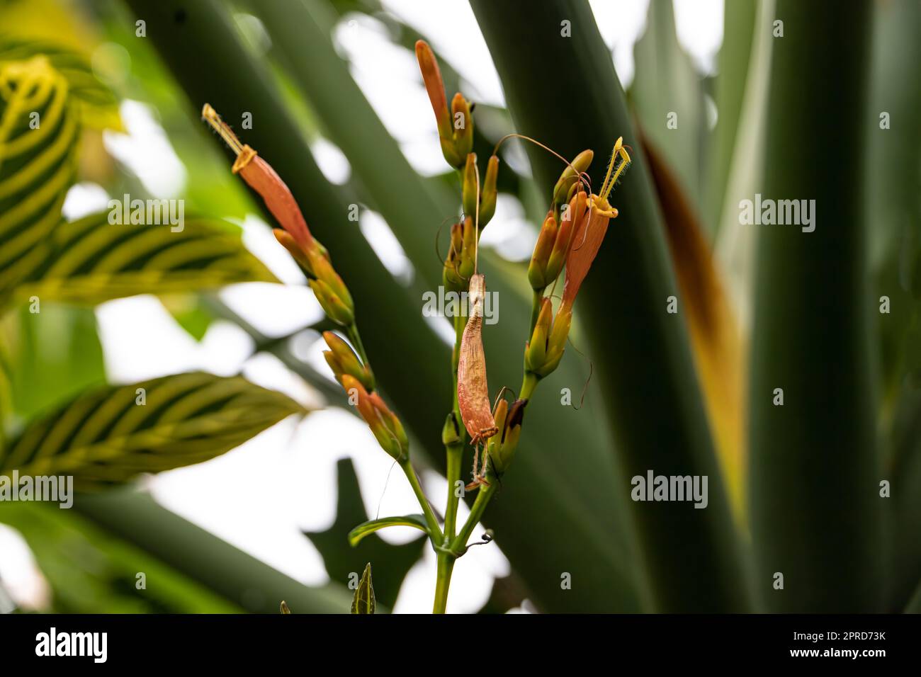A vibrant green plant with orange and yellow blossoms sprouting from ...
