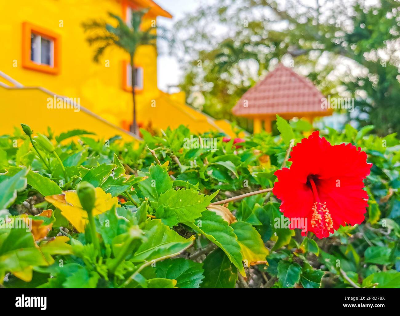 Red beautiful hibiscus flower shrub tree plant in Mexico Stock Photo ...