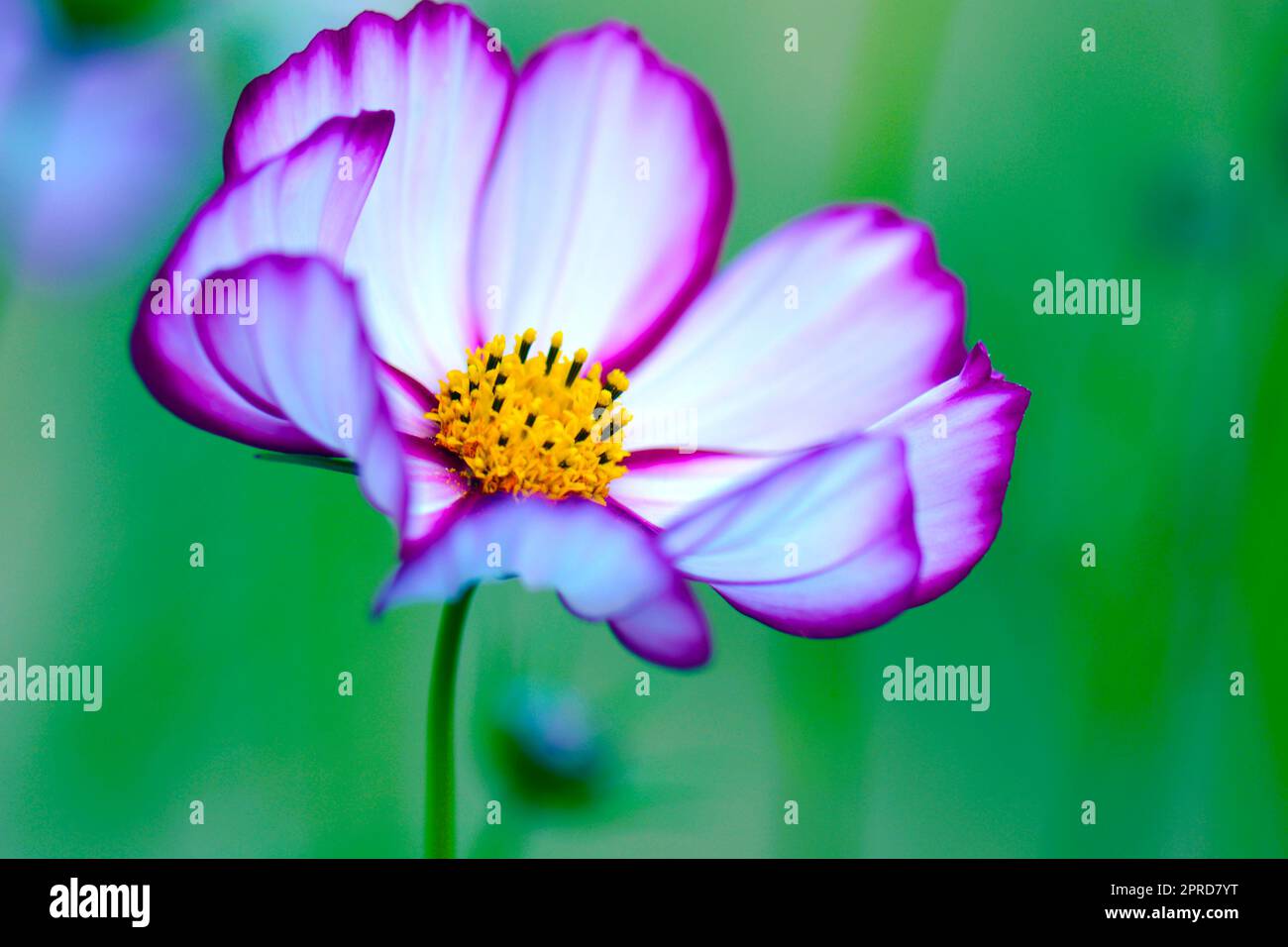 Cosmos flower plants hi-res stock photography and images - Alamy