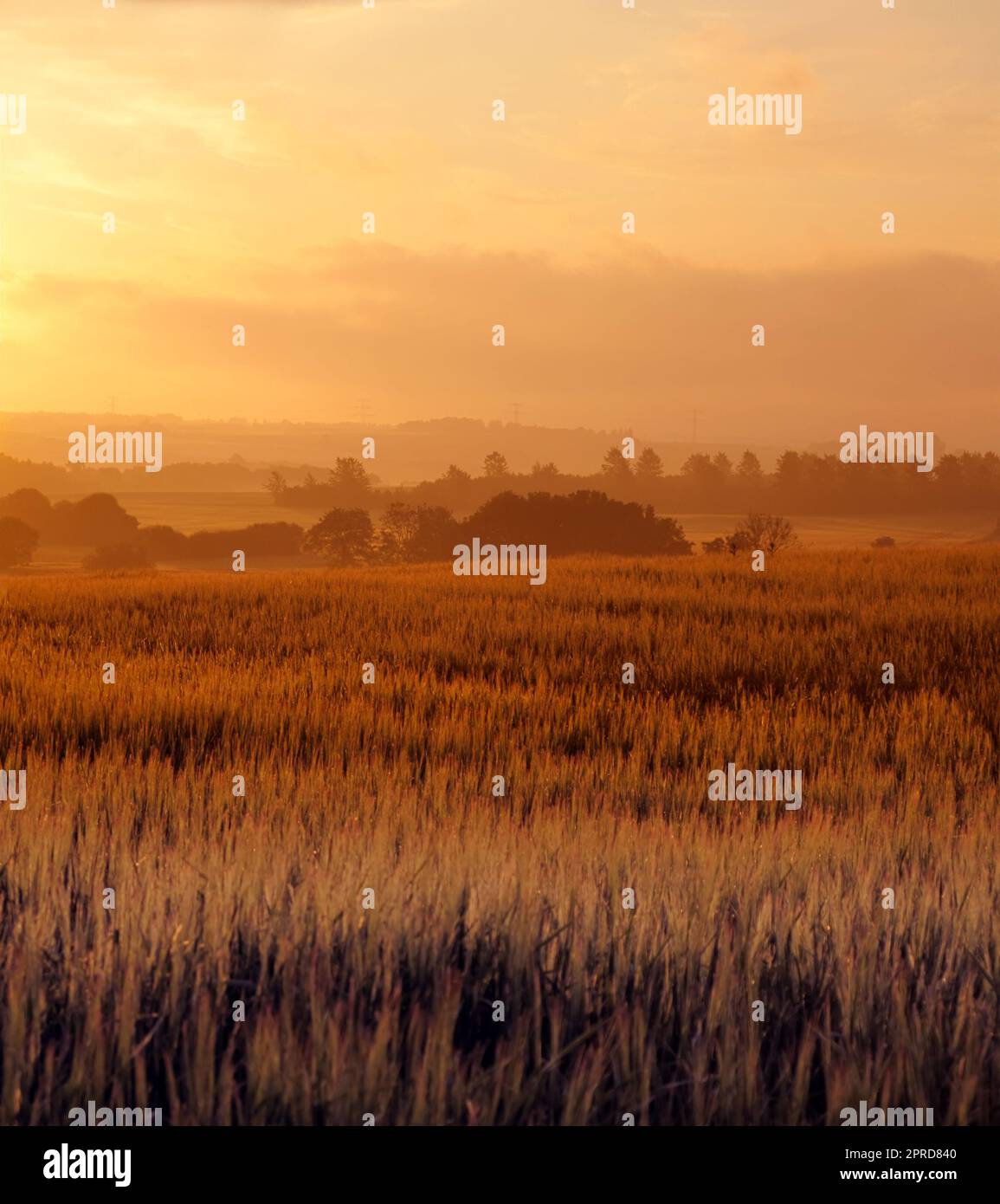 Autumn fields in sunset. A photo of a vibrant country field in harvest ...