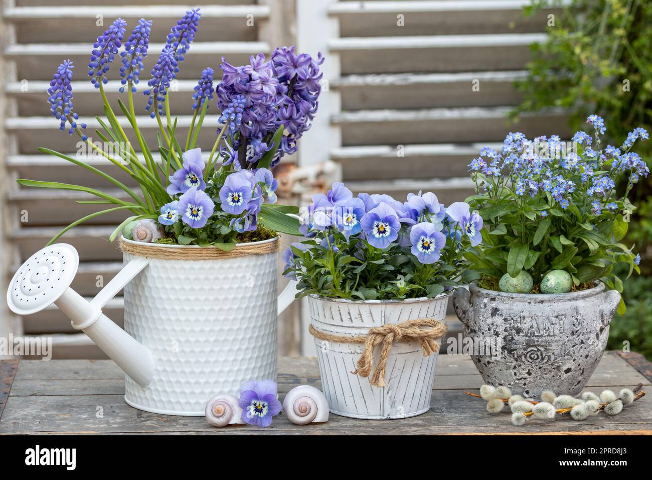 garden arrangement with blue viola flowers, forget me not flower ...