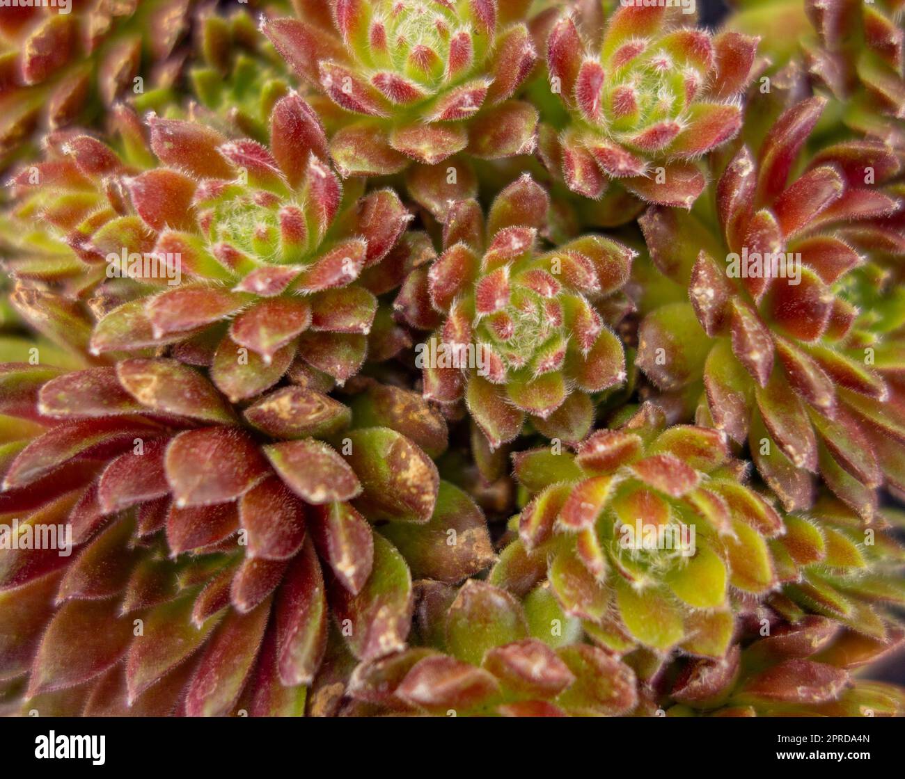 Red houseleek hi-res stock photography and images - Alamy