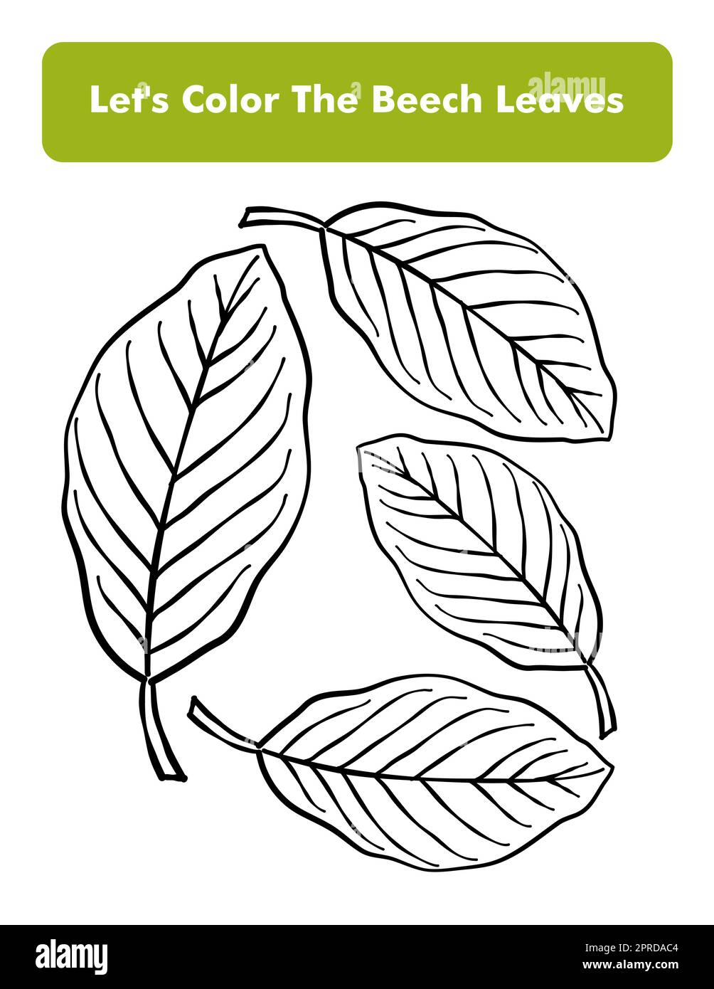 Beech Leaves Coloring Book Page In Letter Page Size. Children Coloring ...