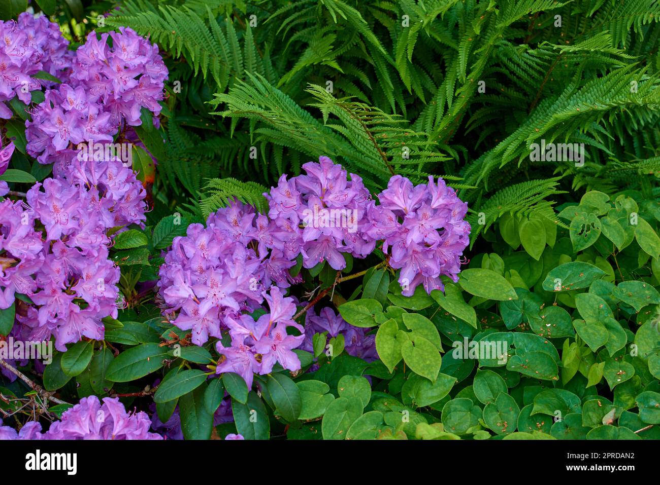 Purple garden flowers. A photo of beautiful purple flowers in ...
