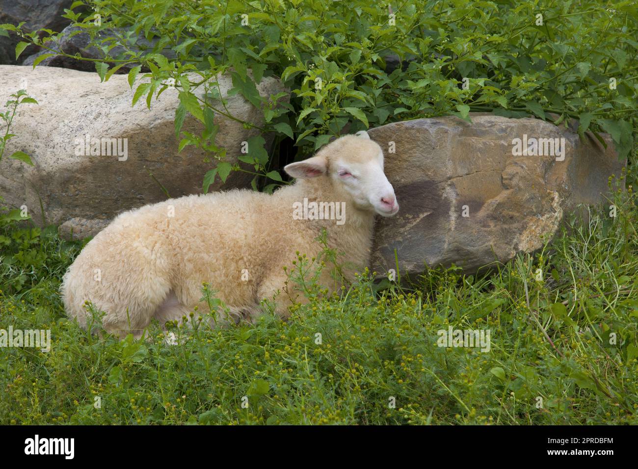 lamb resting peaceful sheep in green grass agriculture country farm ...