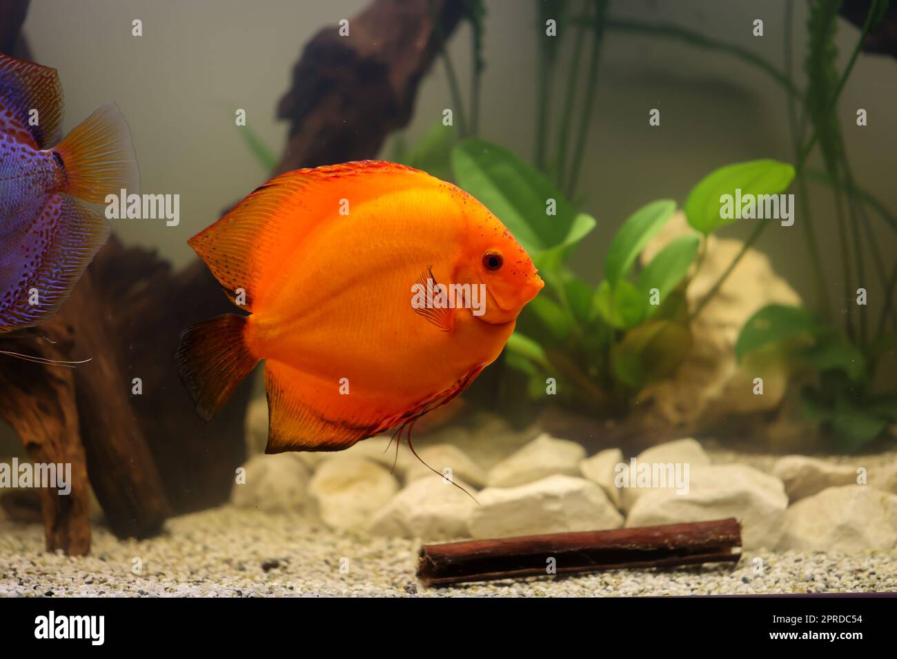 Portrait, close up of discus fish. Discus in aquarium Stock Photo - Alamy