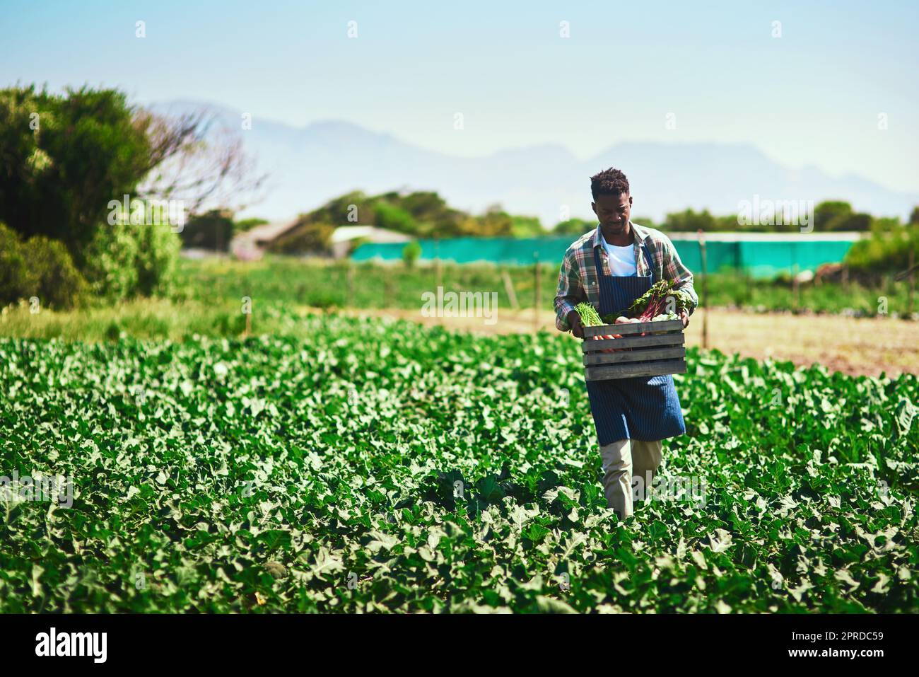 You reap what you sow in life. Full length shot of a young farmer ...