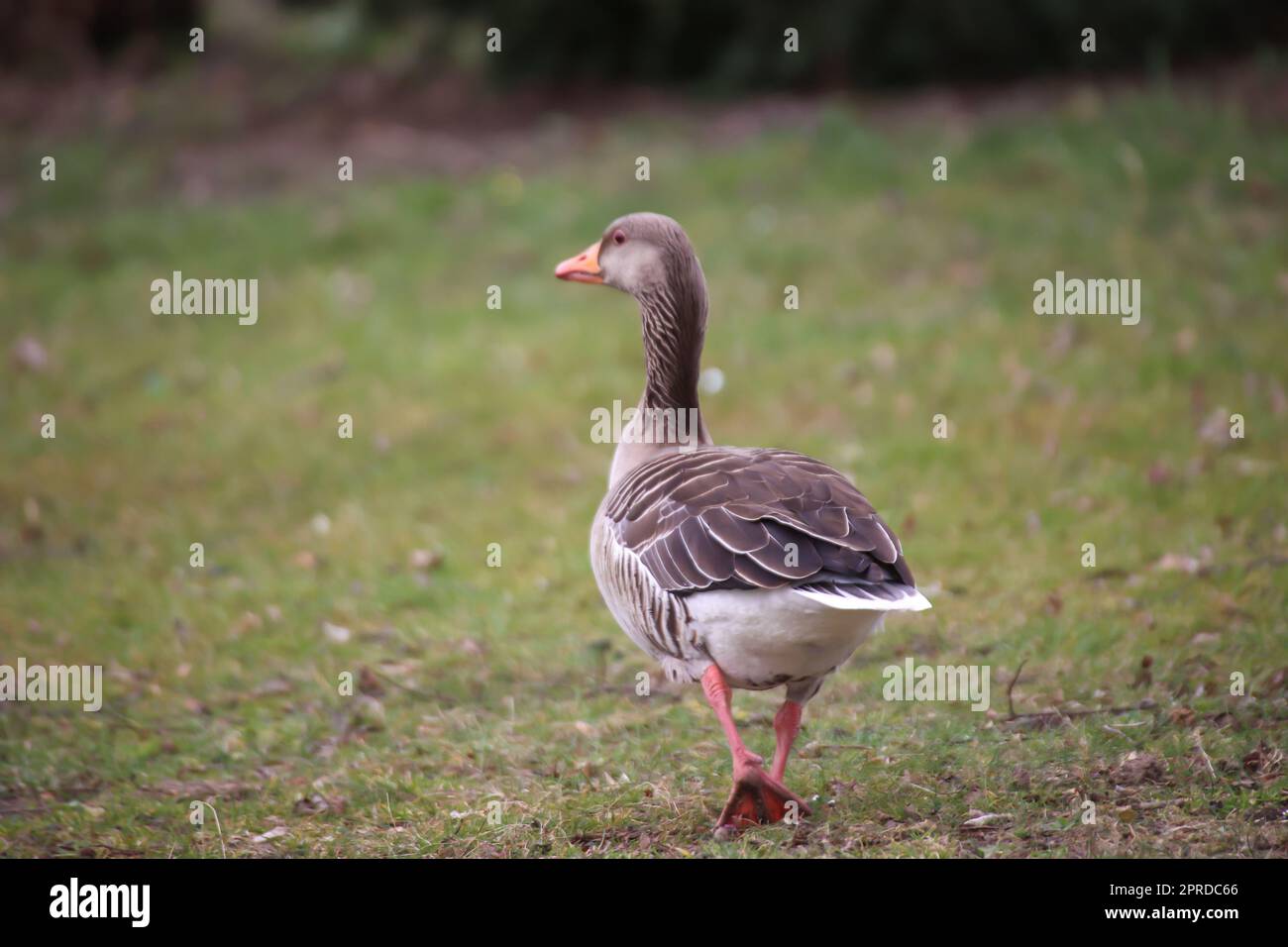 Goosebirds hi-res stock photography and images - Alamy