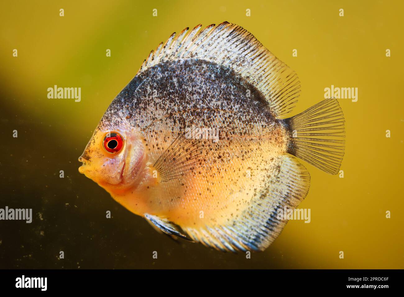 Portrait, close up of discus fish. Discus in aquarium Stock Photo - Alamy