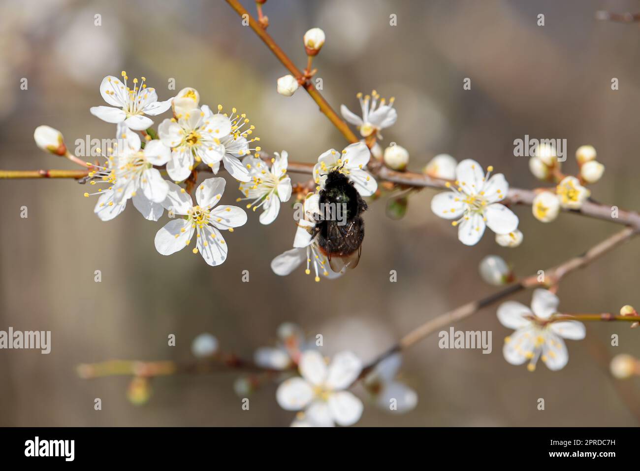 A bee or a bumblebee on the blossoms of a tree Stock Photo - Alamy