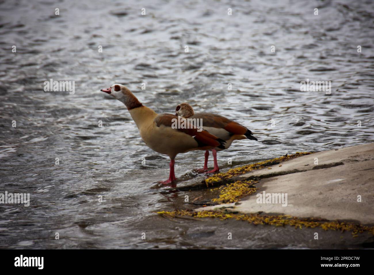 Smart geese hi-res stock photography and images - Alamy