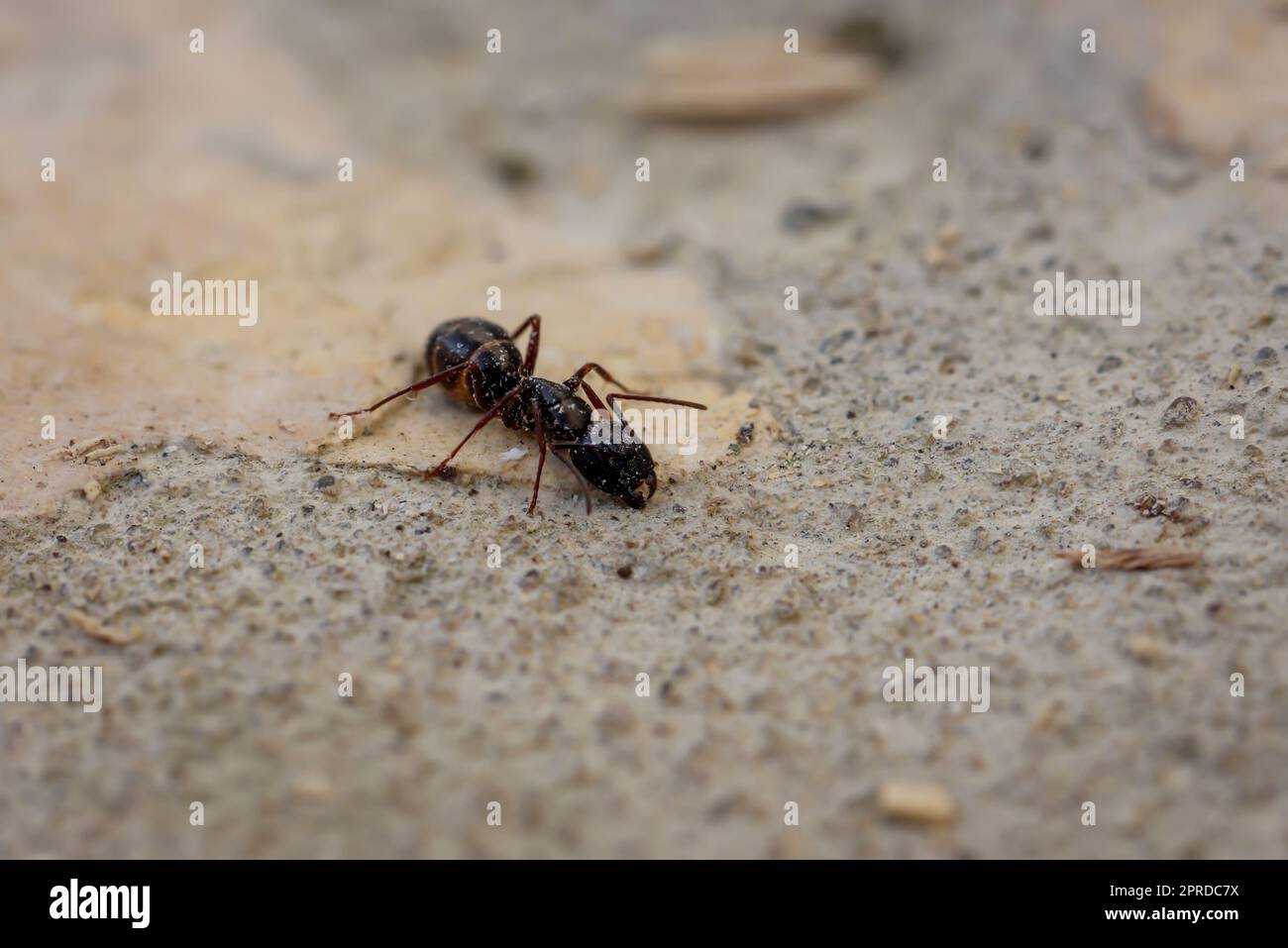 A large ant on stone, with black hind body and brown tailie Stock Photo ...