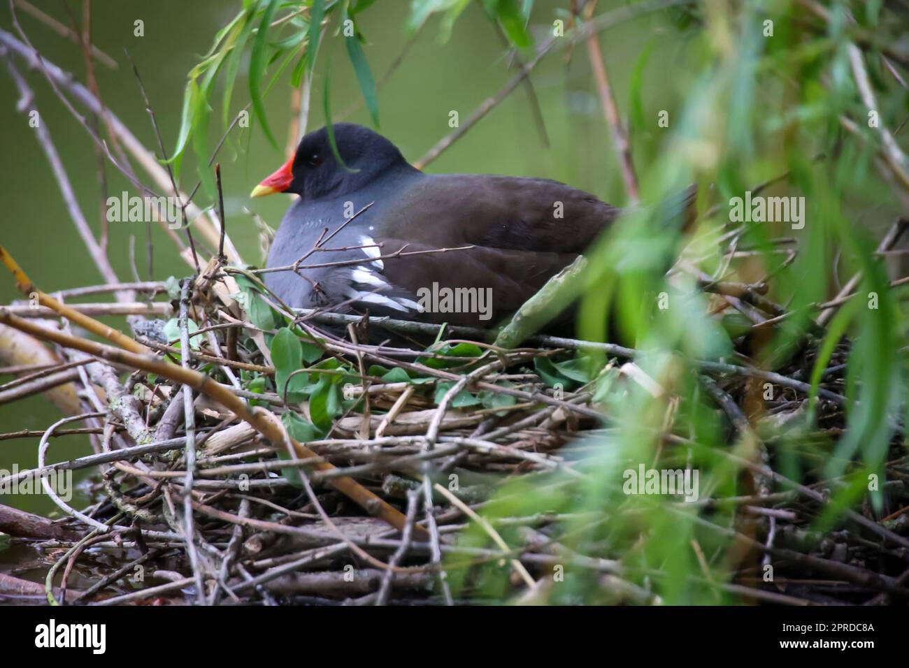 A pond rail, a pond hen on her nest to breed Stock Photo - Alamy