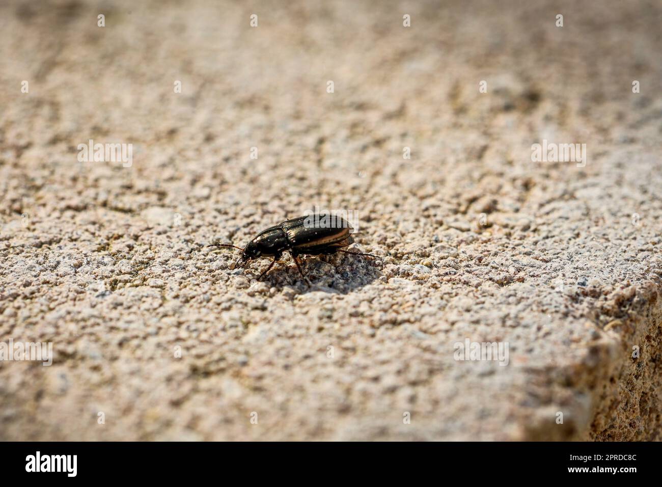 A small beetle runs over a stone wall Stock Photo - Alamy