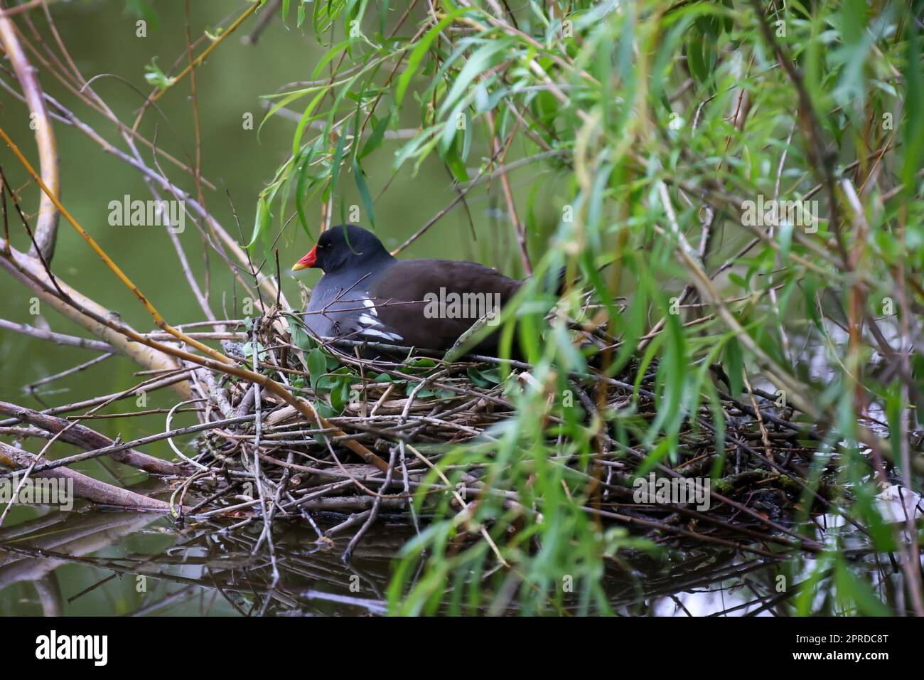 A pond rail, a pond hen on her nest to breed Stock Photo - Alamy