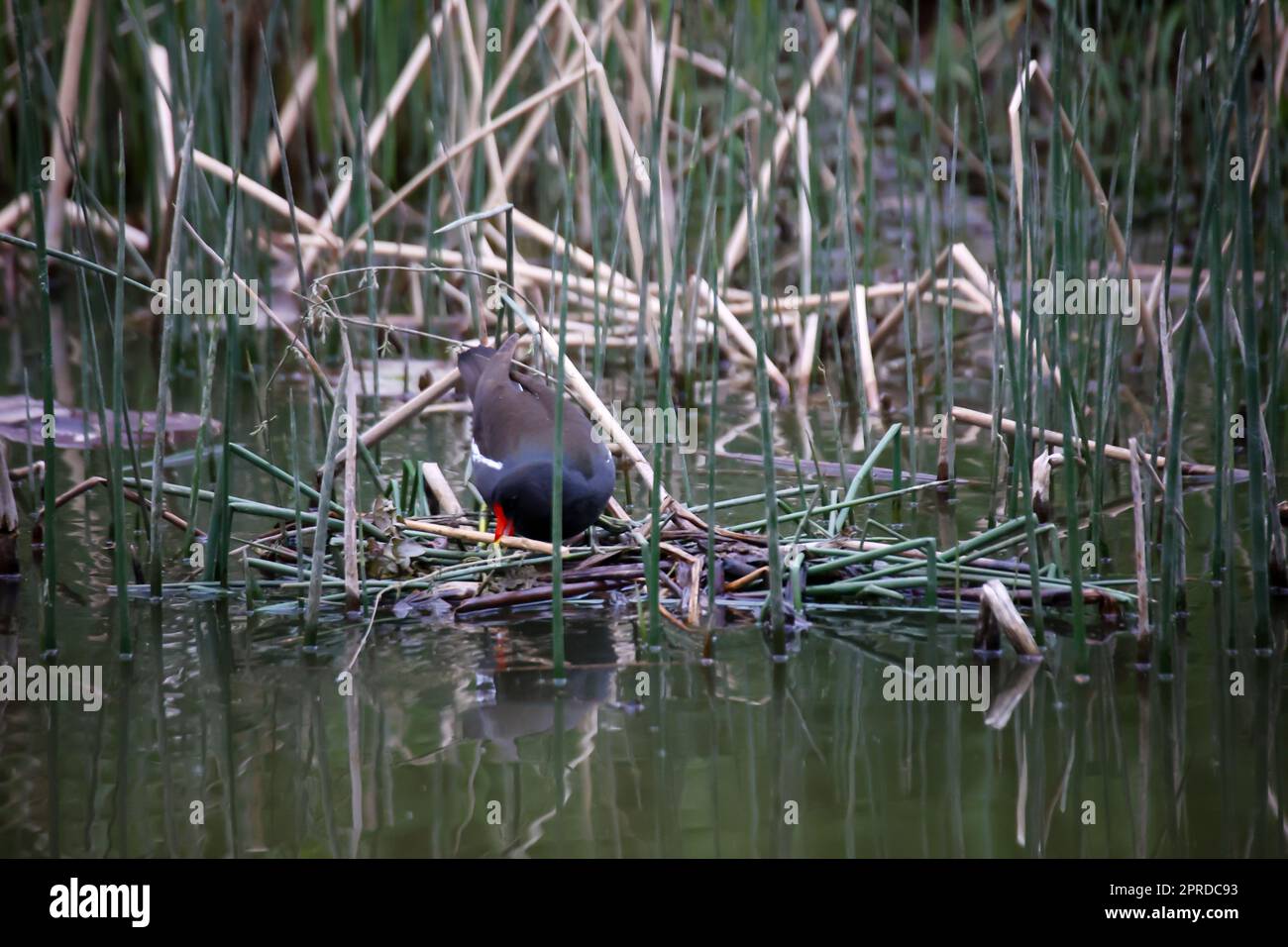 A pond rail, a pond hen on her nest to breed Stock Photo - Alamy