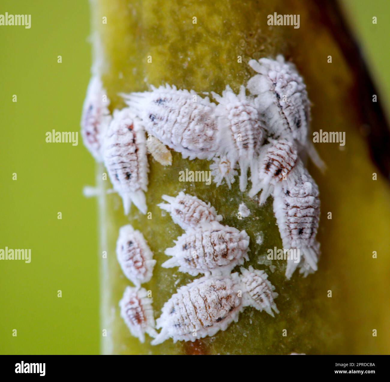 Pest mealybug, macro - close up, mealybug and ant on a plant Stock ...