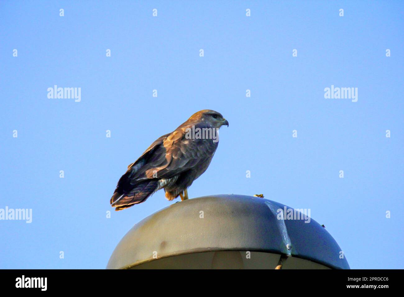 Buzzard sculpture hi-res stock photography and images - Alamy