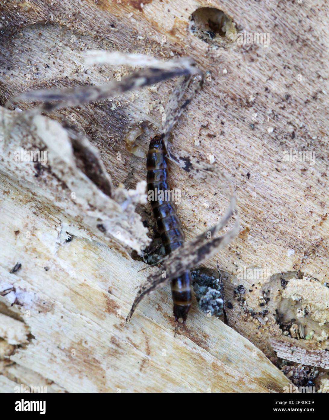 Close-up of a larva of a firefly, a short-winged moth Stock Photo - Alamy