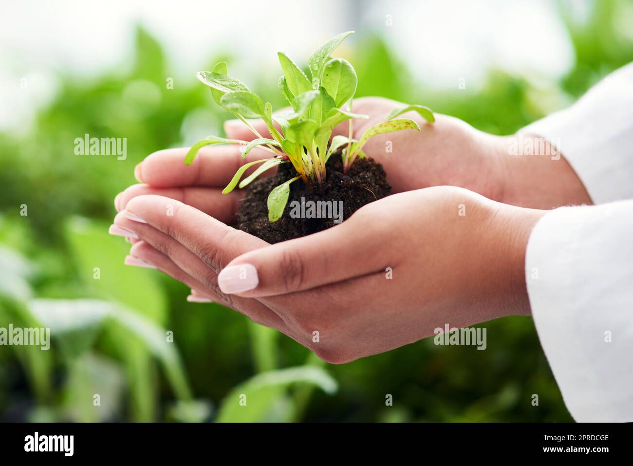 Ecosystem harmony hi-res stock photography and images - Alamy