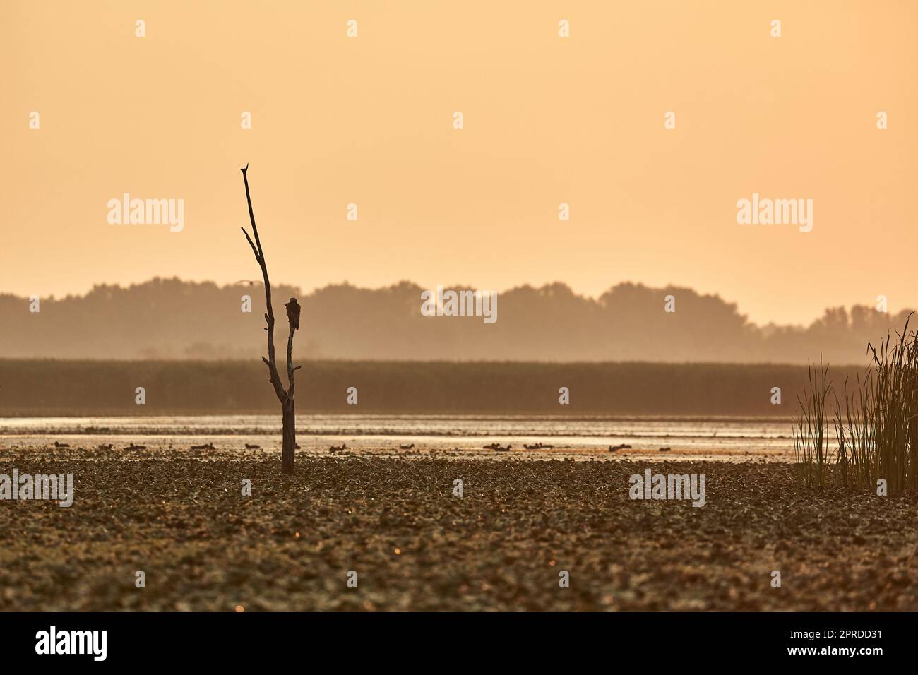 Twilight swampy lake landscape Stock Photo - Alamy