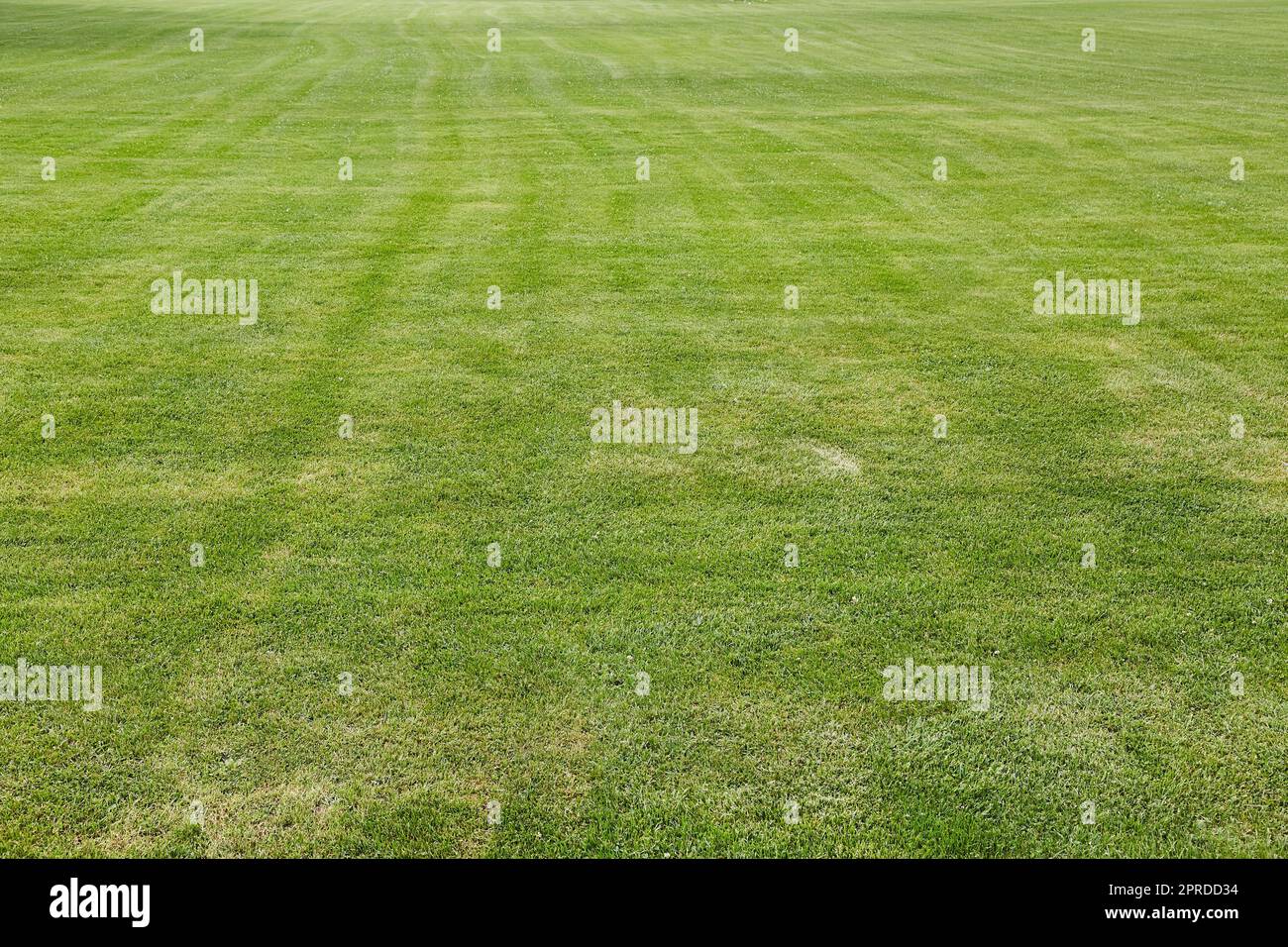 Green Grass cut short lawn Stock Photo - Alamy