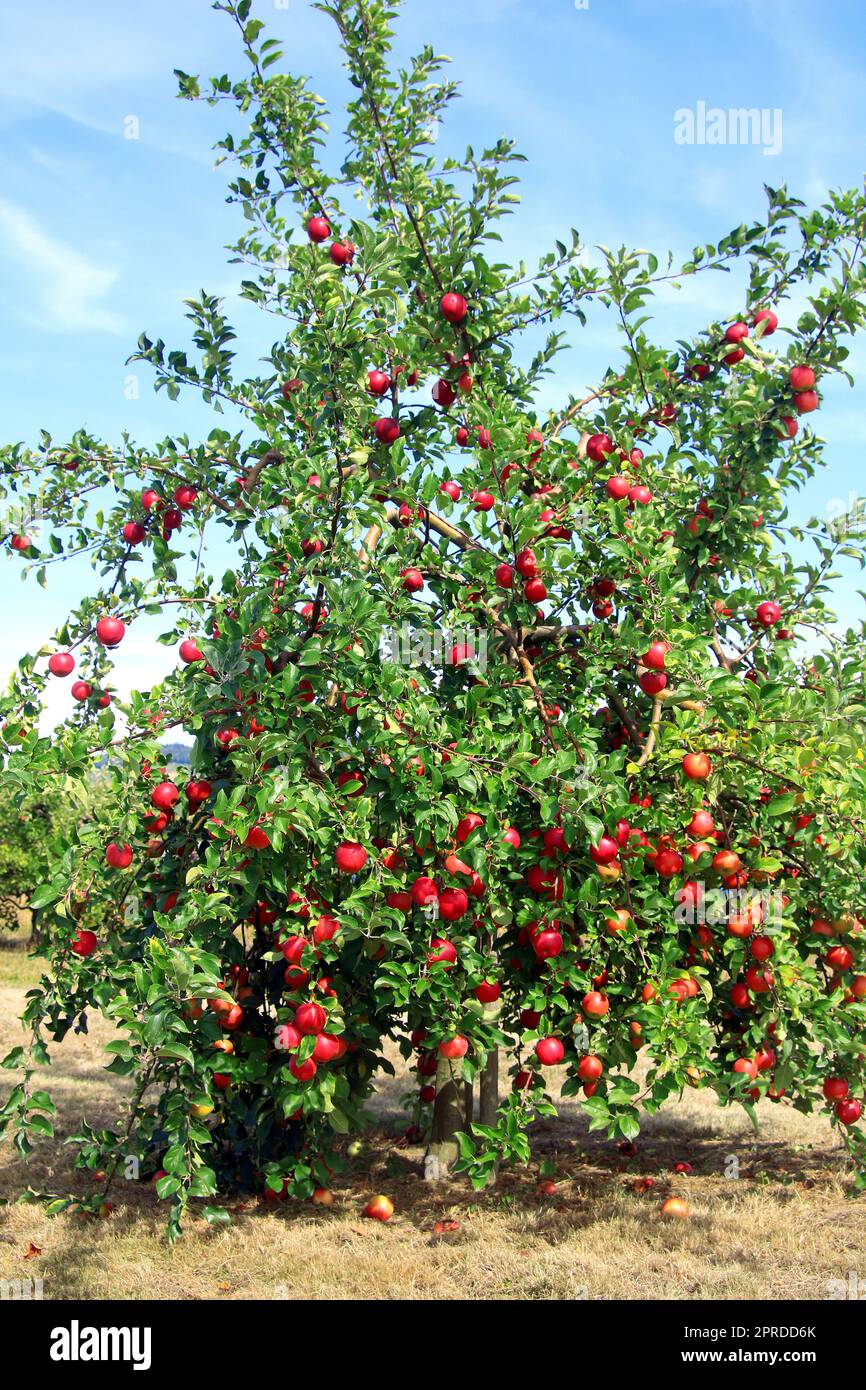 Rich apple hi-res stock photography and images - Alamy