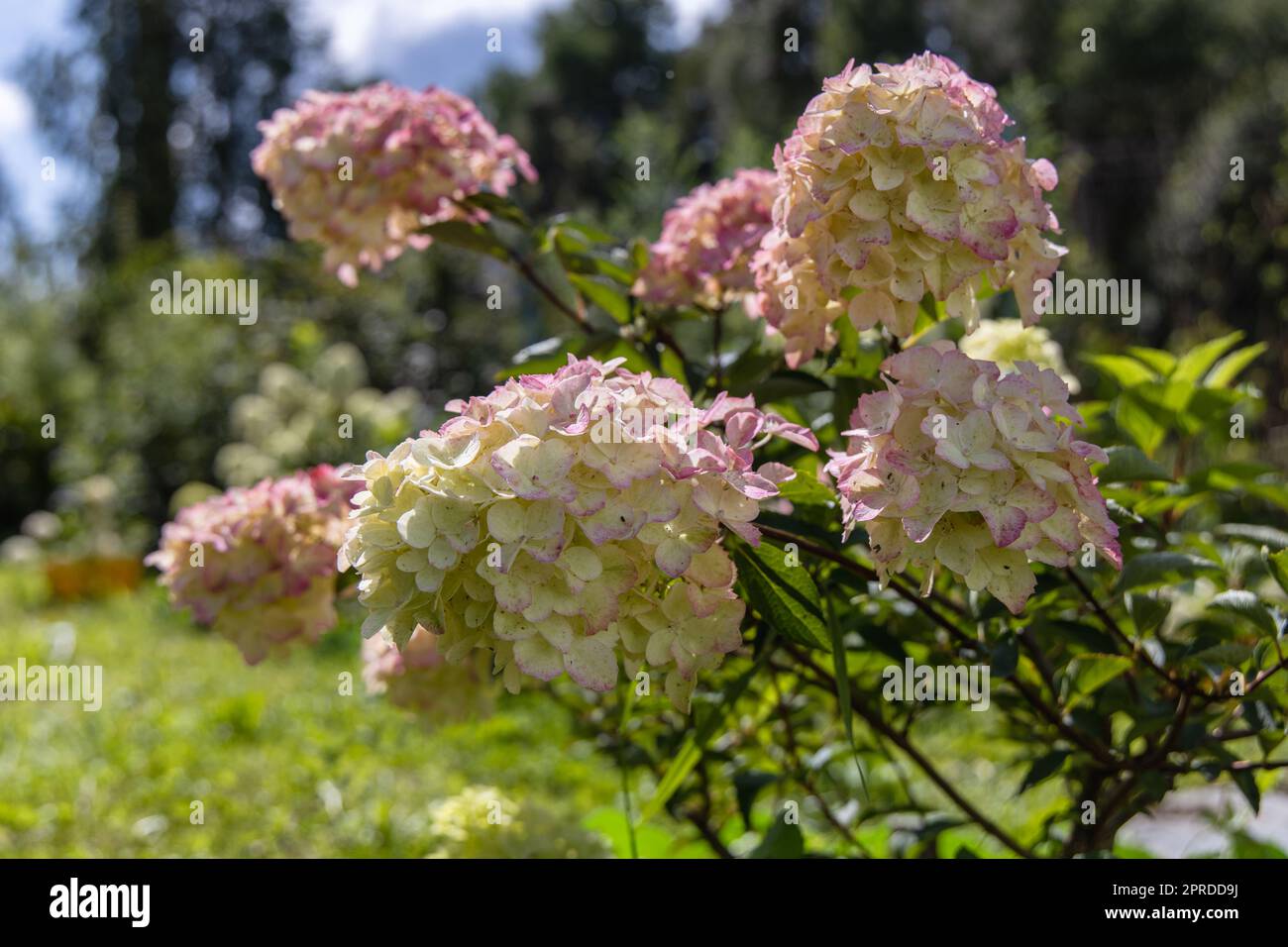 Hydrangea paniculata sort Fraise Melba hydrangea with pink flowers ...