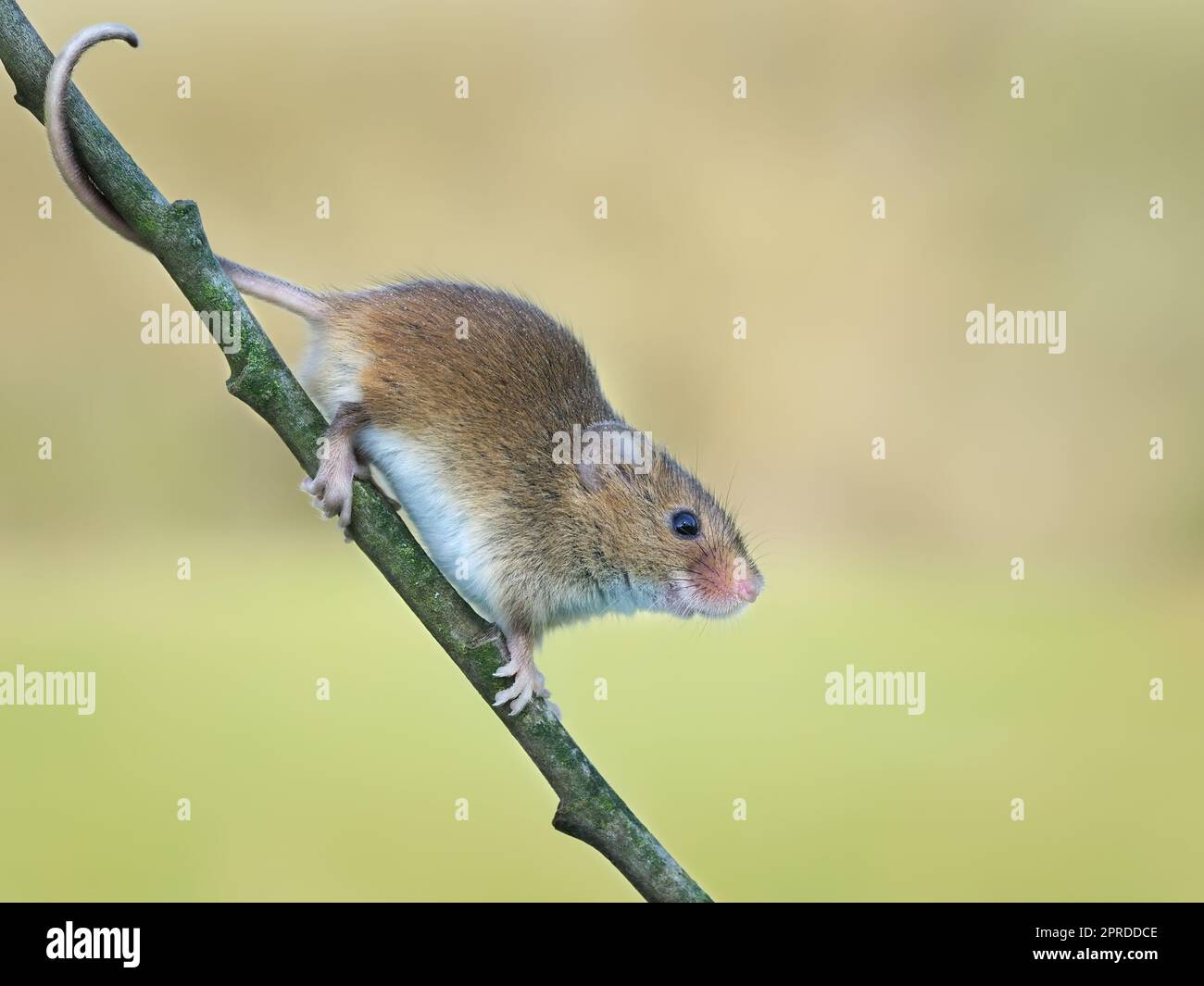 A harvest mouse (Microbes minutus) climbing down a branch using its ...