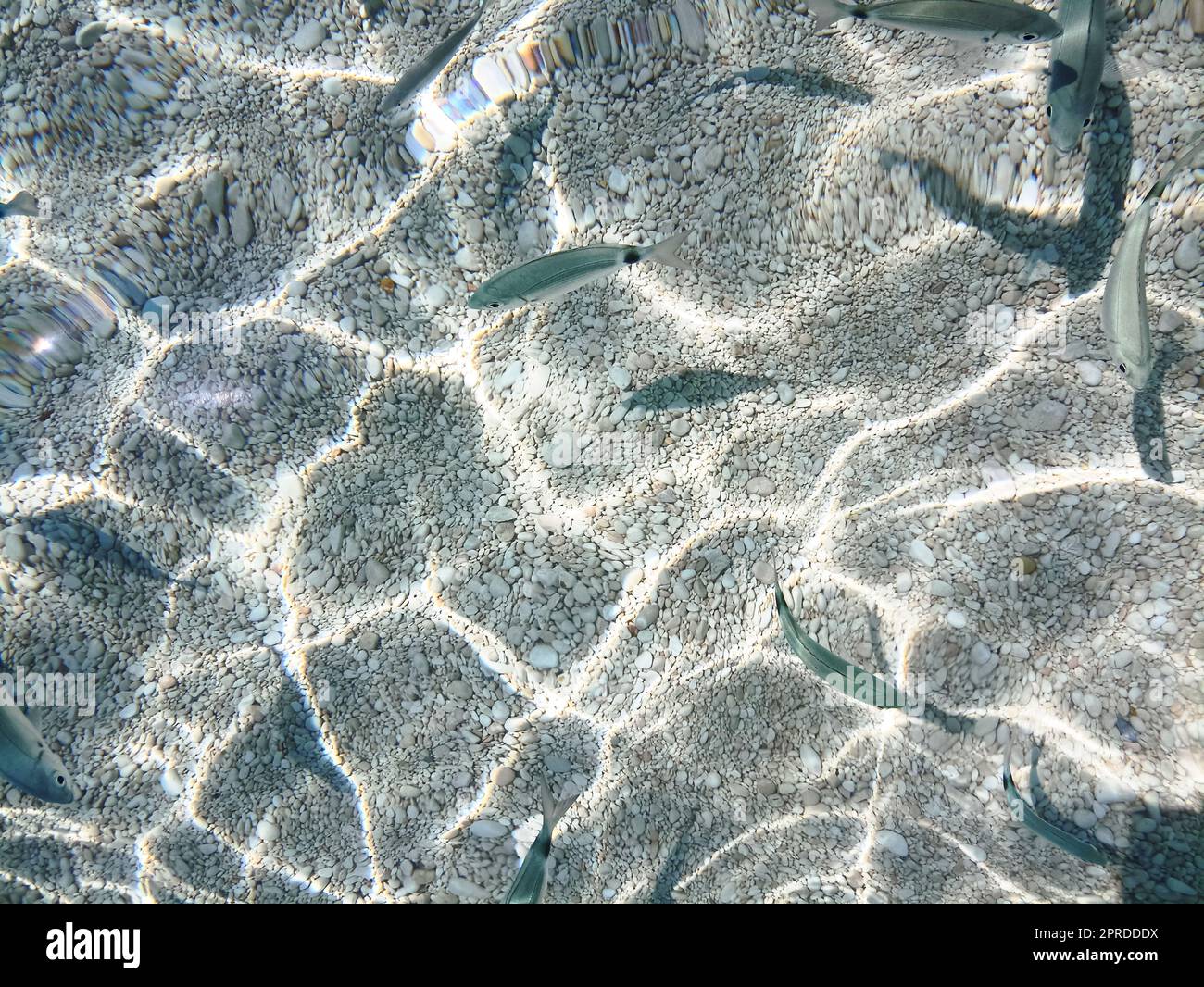 Fish in the sea of Cala Mariolu Sardinia Stock Photo - Alamy
