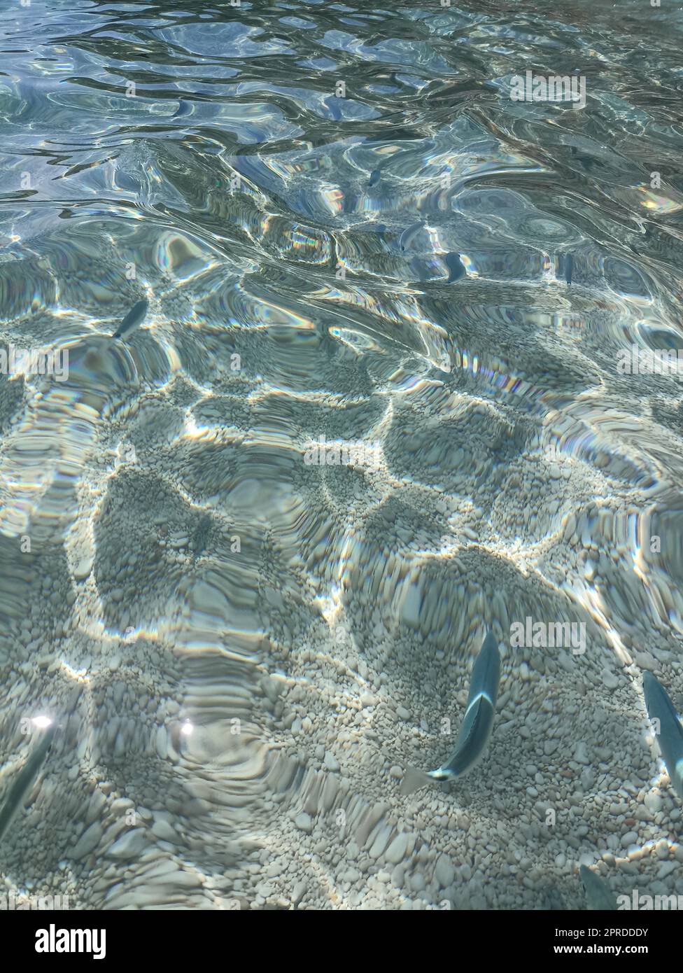 Fish in the sea of Cala Mariolu Sardinia Stock Photo - Alamy