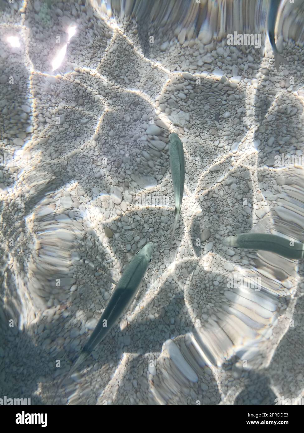 Fish in the sea of Cala Mariolu Sardinia Stock Photo - Alamy