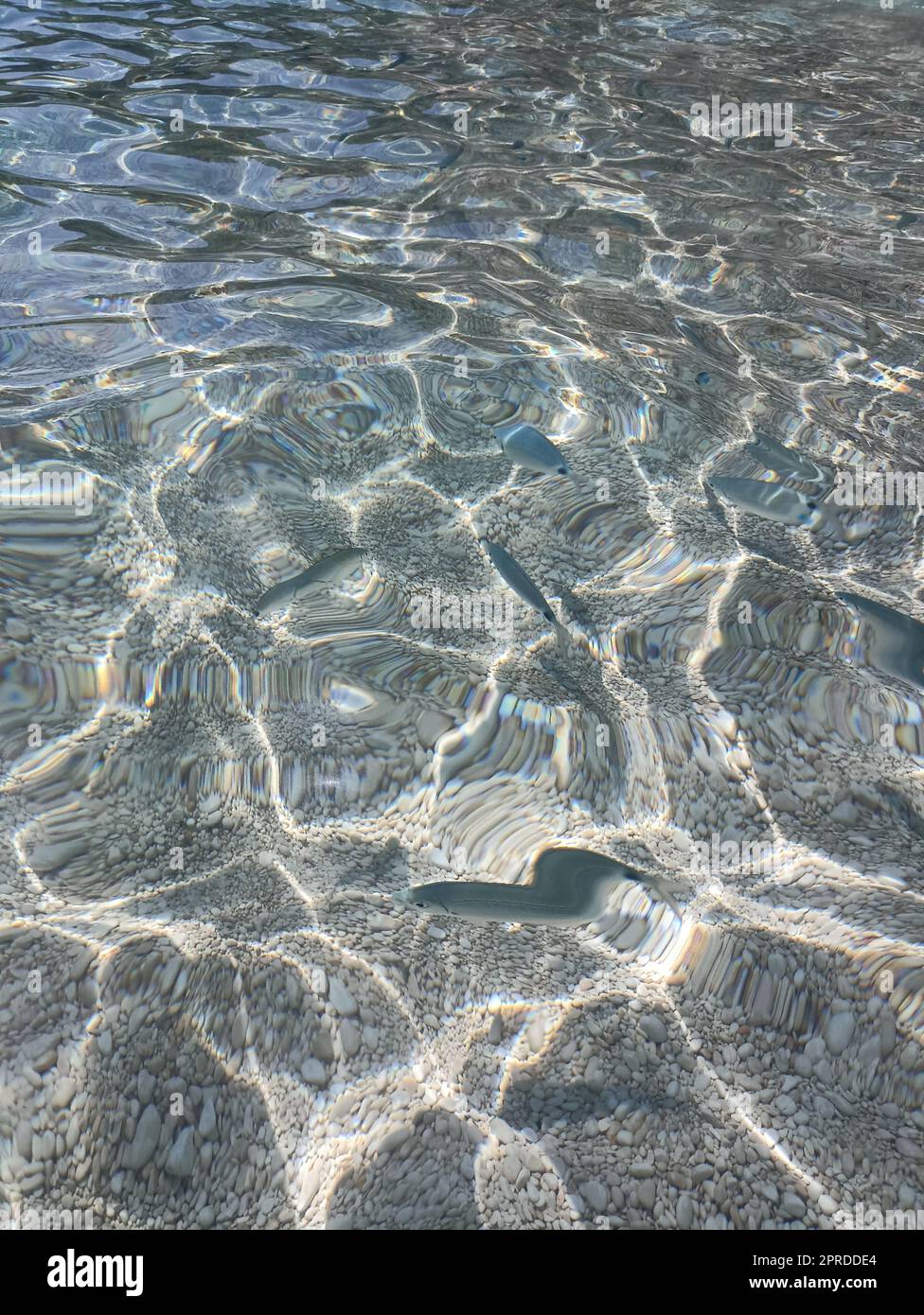 Fish in the sea of Cala Mariolu Sardinia Stock Photo - Alamy