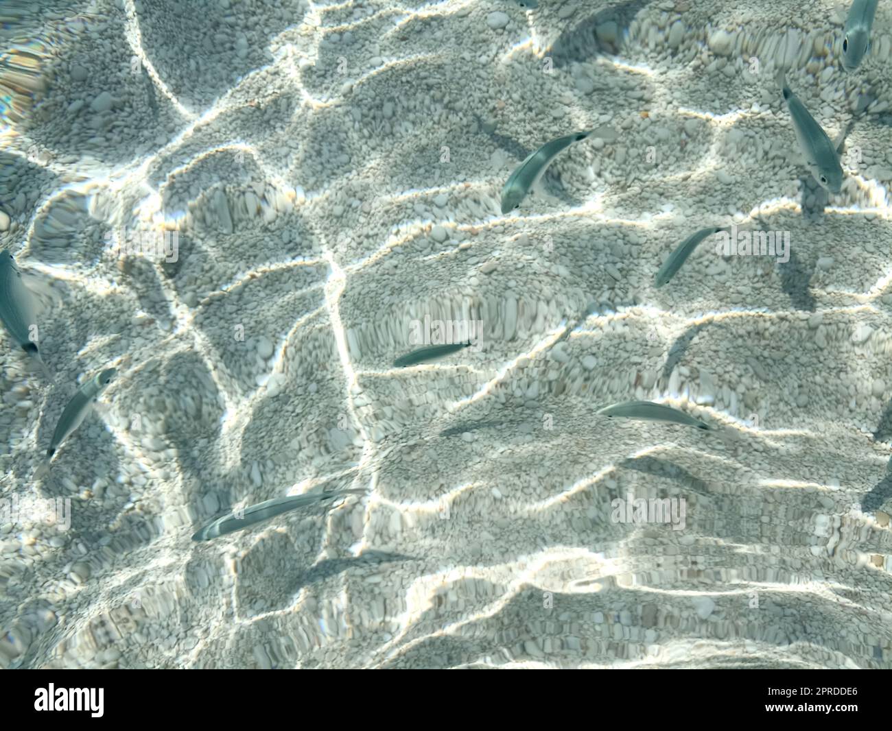 Fish in the sea of Cala Mariolu Sardinia Stock Photo - Alamy