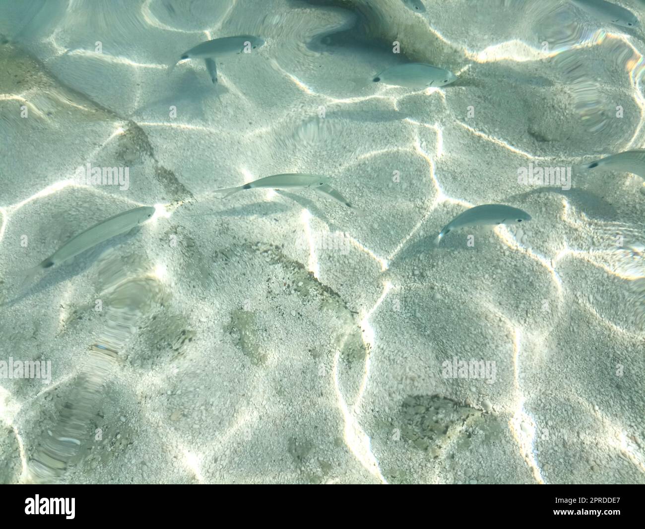 Fish in the sea of Cala Mariolu Sardinia Stock Photo - Alamy
