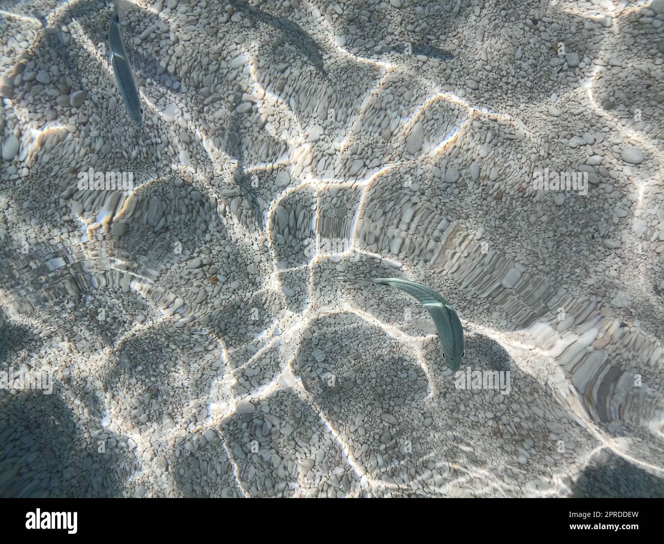 Fish in the sea of Cala Mariolu Sardinia Stock Photo - Alamy
