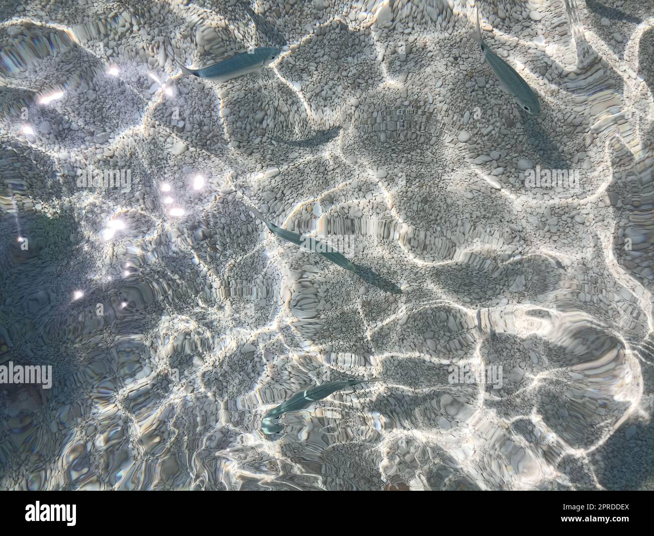 Fish in the sea of Cala Mariolu Sardinia Stock Photo - Alamy