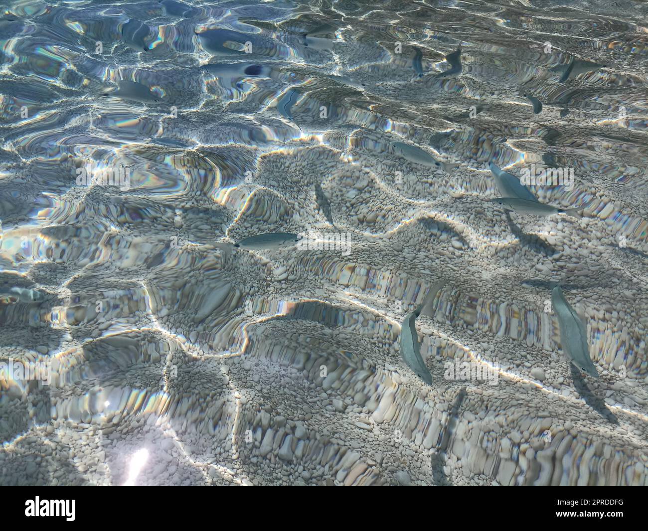 Fish in the sea of Cala Mariolu Sardinia Stock Photo - Alamy