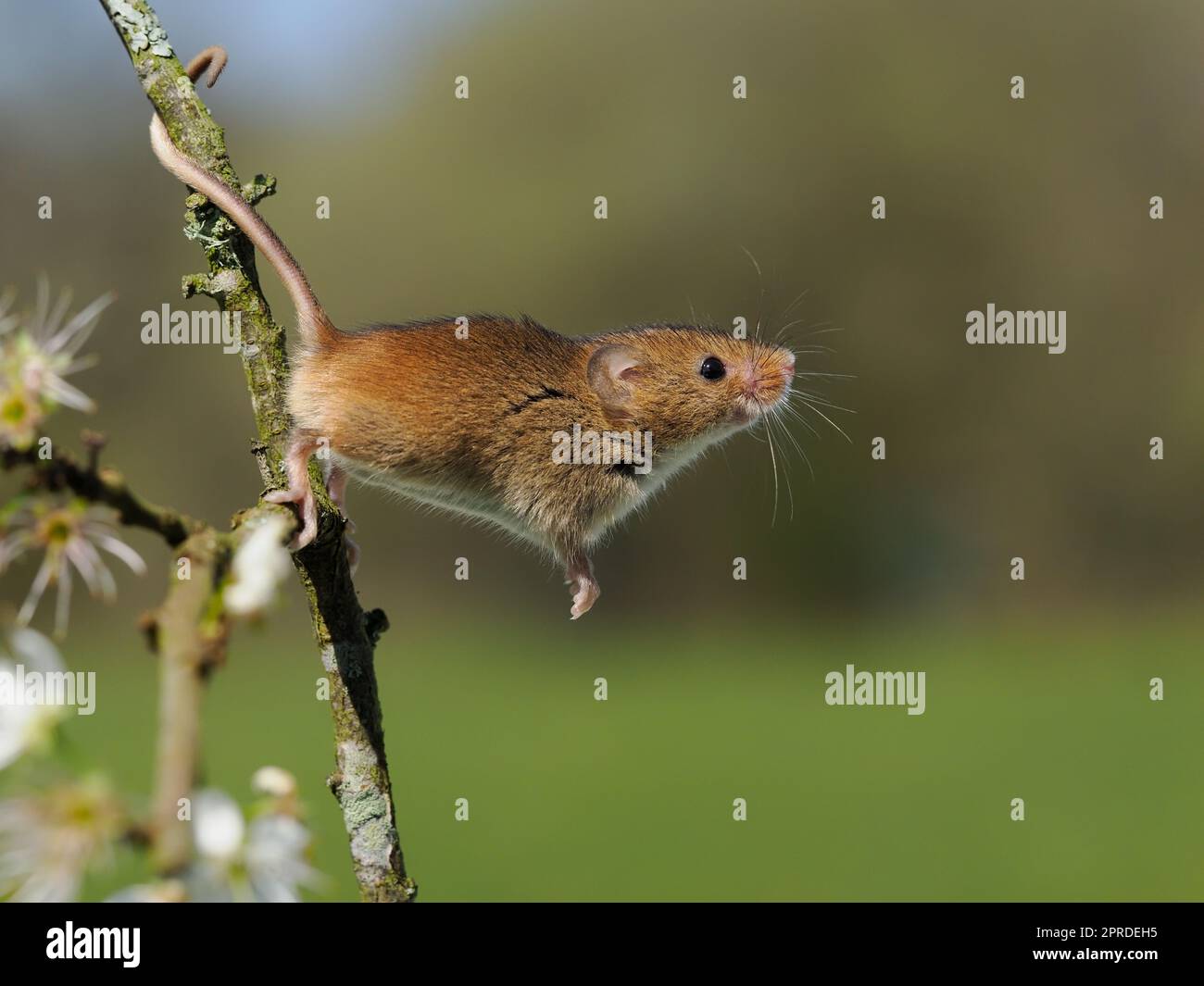 A harvest mouse (Microbes minutus) reaching from a branch whilst ...