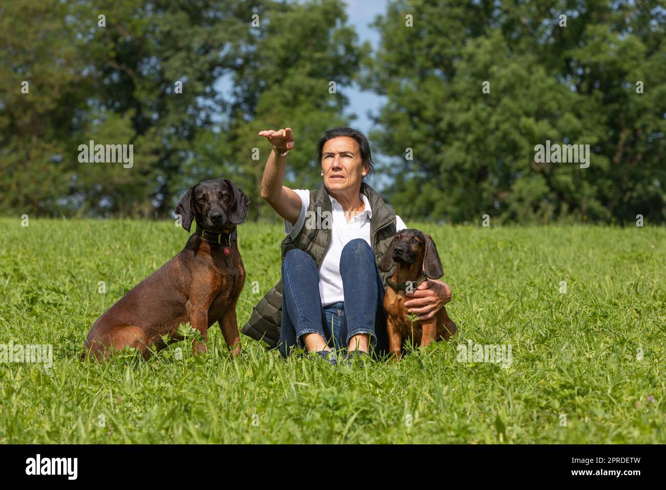 trainer with two sniffer dogs Stock Photo - Alamy