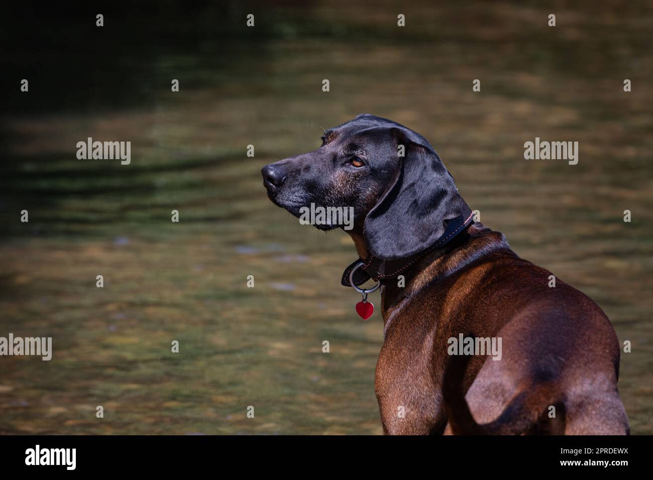 Bloodhound back hi-res stock photography and images - Alamy