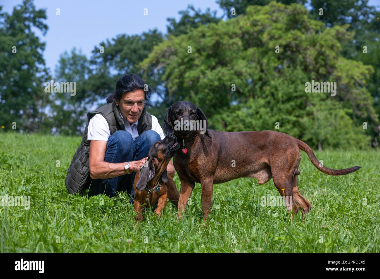 old an young tracker dog Stock Photo - Alamy