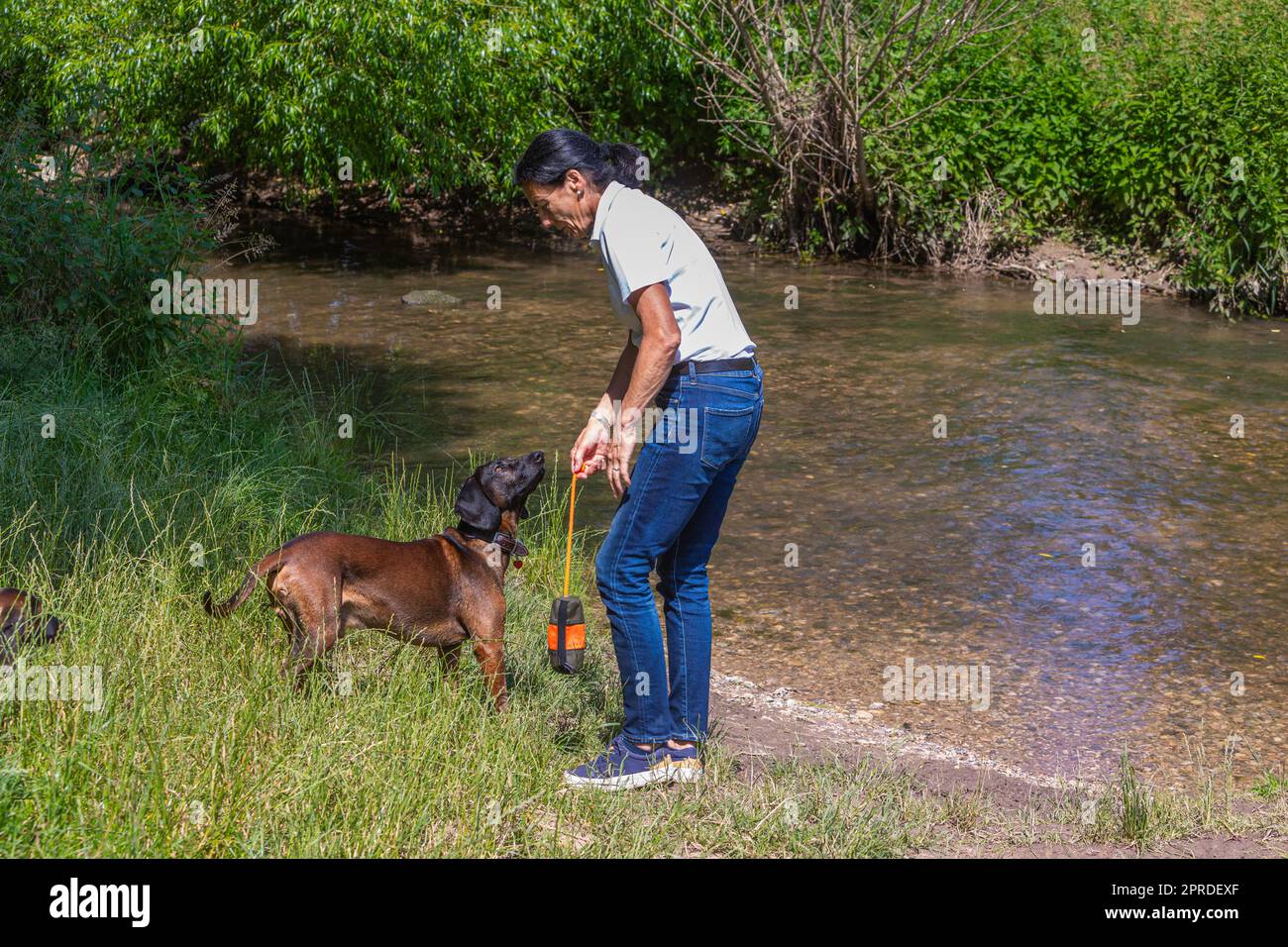 trainer practice with sniffer dog Stock Photo - Alamy