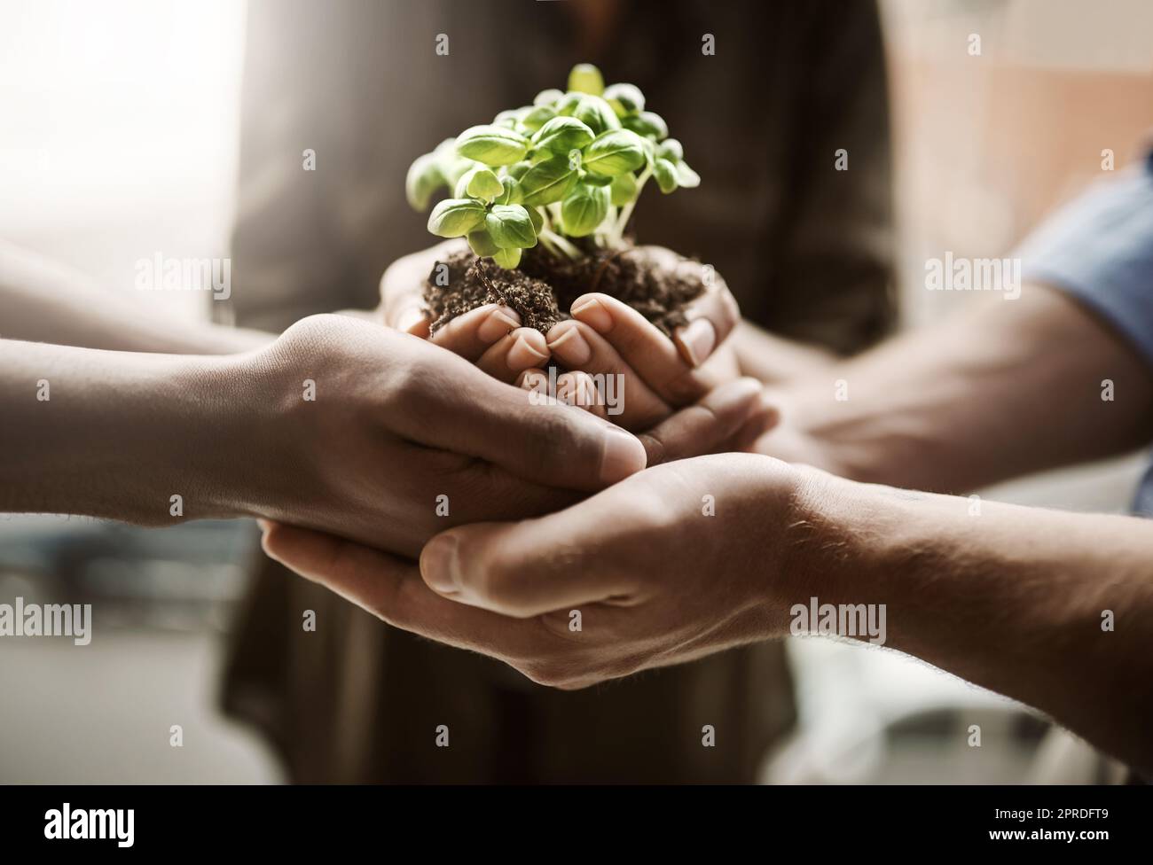Community hands together holding plant life for growth, support and a ...