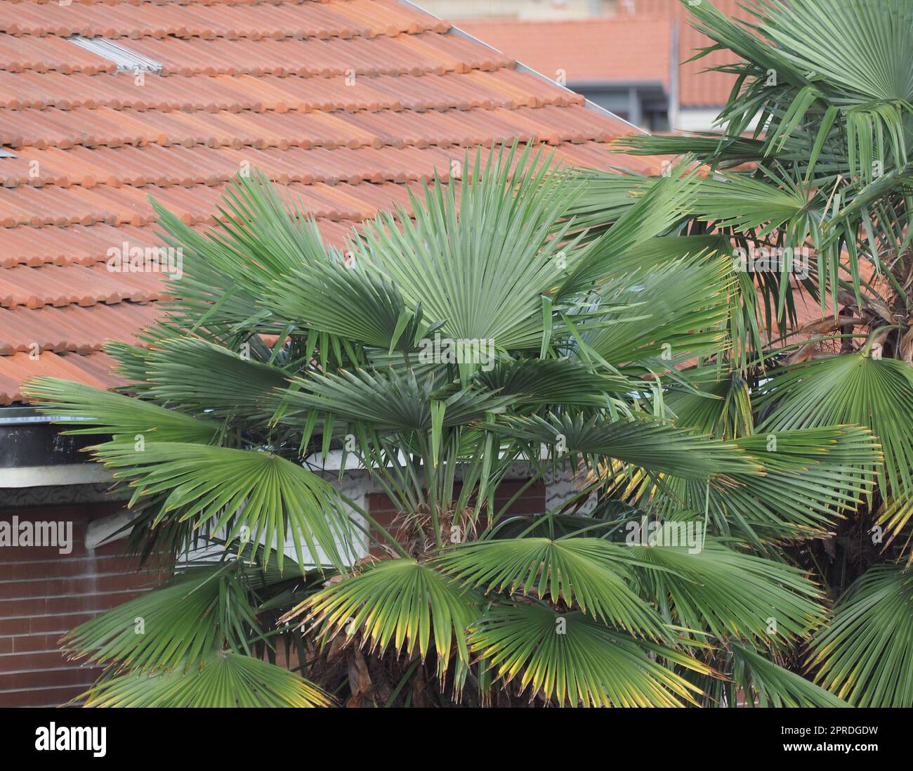 palm tree scient. class. areaceae Stock Photo - Alamy