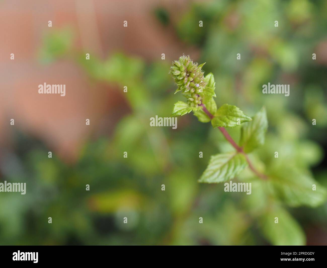 peppermint plant scient. name Mentha piperita selective focus Stock ...