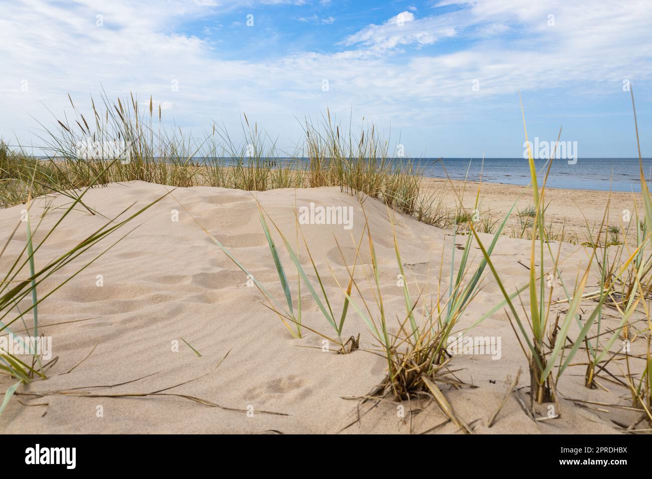 Sandy beach with dry and yellow grass, reeds, stalks, and blue sea with ...